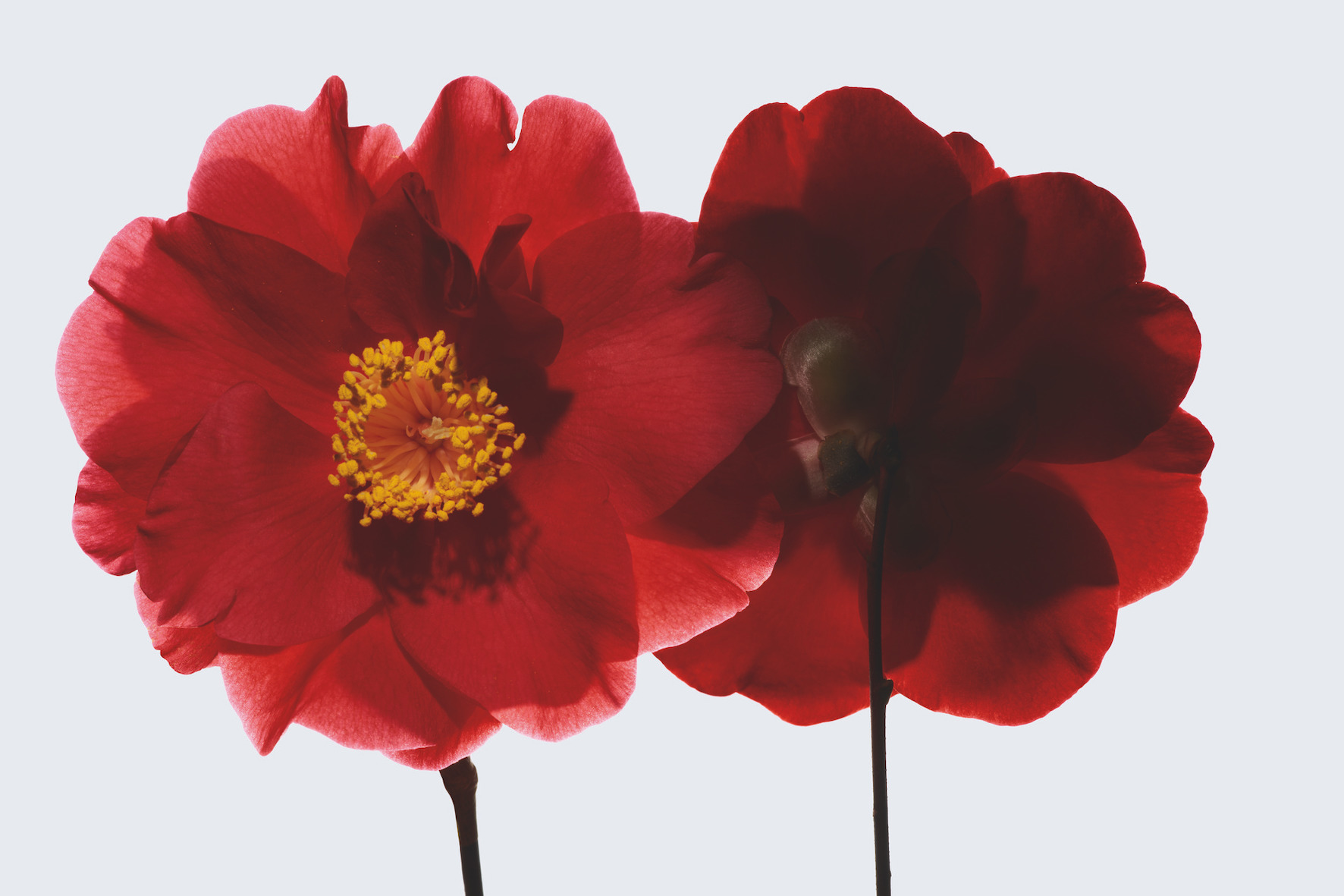 Le camélia rouge à l’honneur dans la nouvelle ligne Chanel N°1 ...